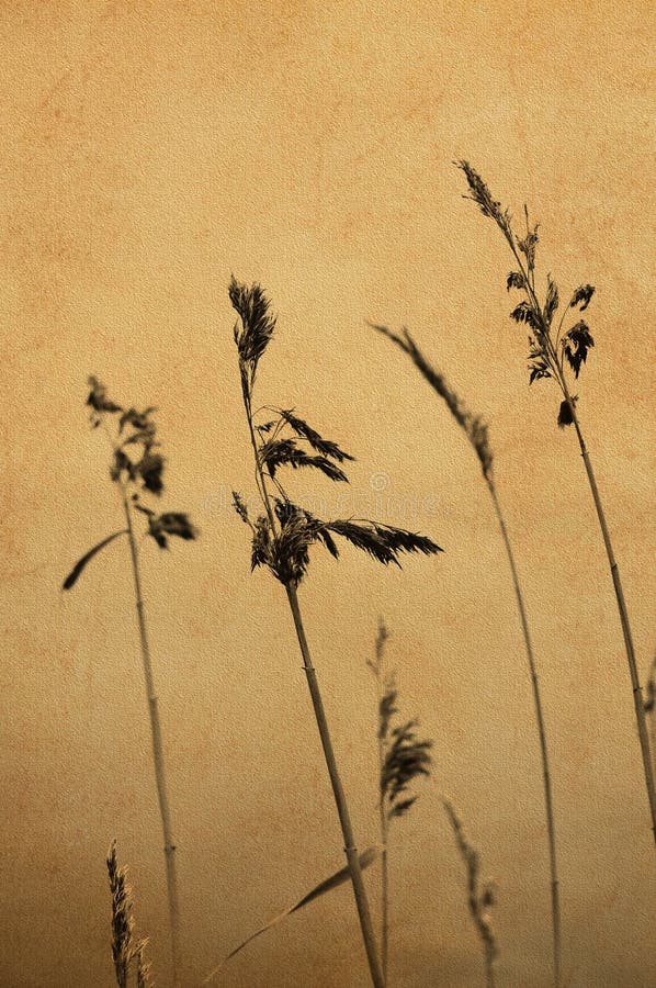 Reed in spring stock image. Image of simple, water, scenic - 38512771