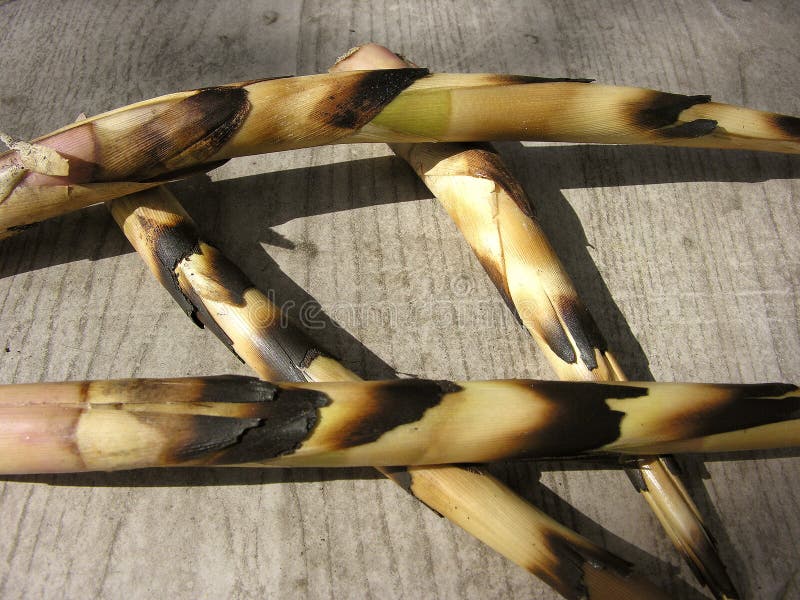 Reed sprouts stock photo. Image of pattern, screen, fence - 74648686