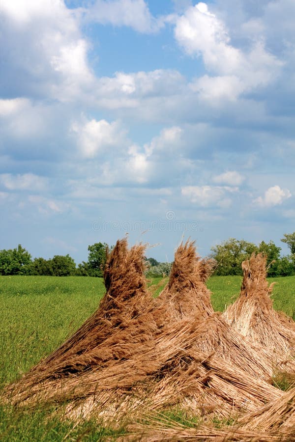 Reed stacks stock photo. Image of clouds, heaps, gathered - 14500128