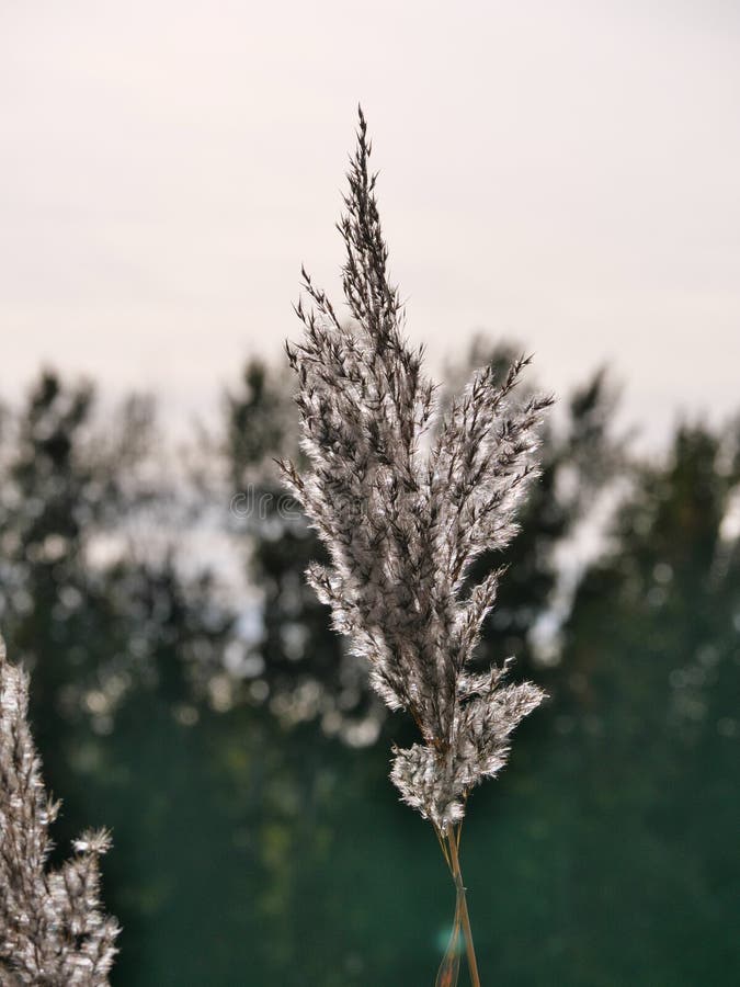 Reed Stalks and Fruits in the Back Light in the Evening Sun Stock Photo ...