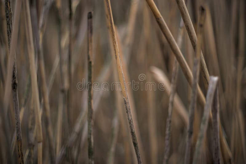 Reed Stalks Photographed in Focus Stock Photo - Image of brown, wood ...