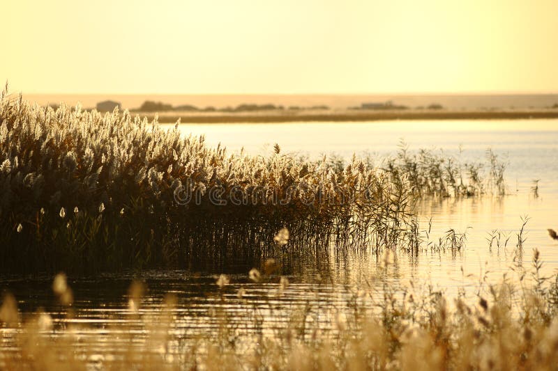Reed stalks in the swamp stock photo. Image of bullrush - 16695756