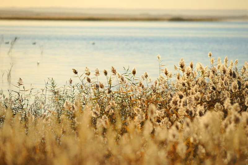 Reed stalks in the swamp stock photo. Image of bullrush - 16695756