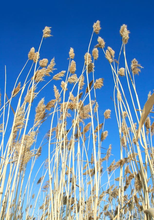 Reed Stand at the Sea in Blue Sky Stock Photo - Image of blue, plant ...