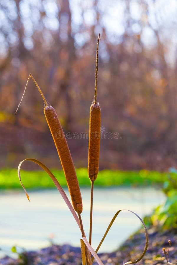 Reed Stem Near a Forest Lake Stock Photo - Image of nature, wonderful ...