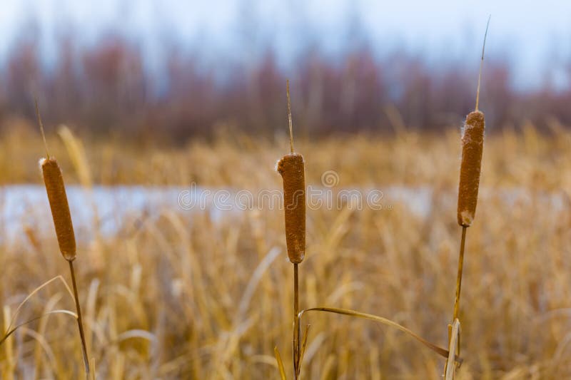 Reed Stem Near a Forest Lake Stock Image - Image of river, park: 337465451