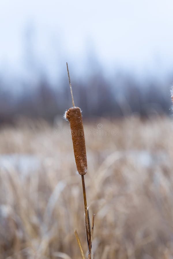 Reed stem among a swamp stock photo. Image of beauty - 215808766