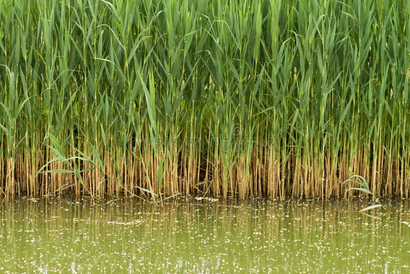Reed stems stock photo. Image of rural, rush, summer - 20190262