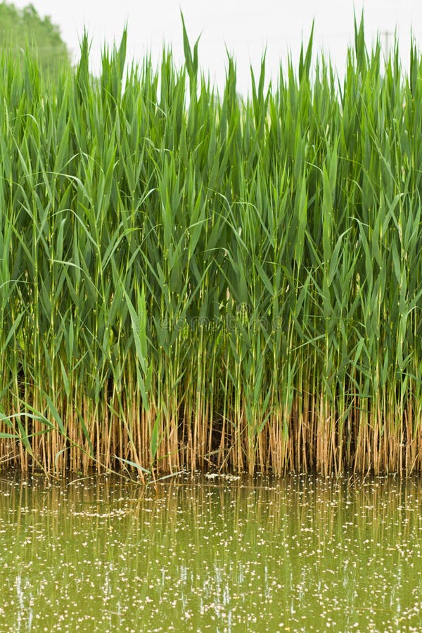 Reed stems stock photo. Image of rural, rush, summer - 20190262