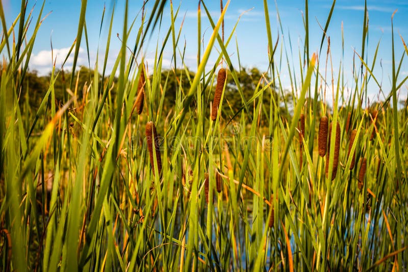 Reed Stems in Front of Blue Sky Stock Image - Image of puddle, garden ...