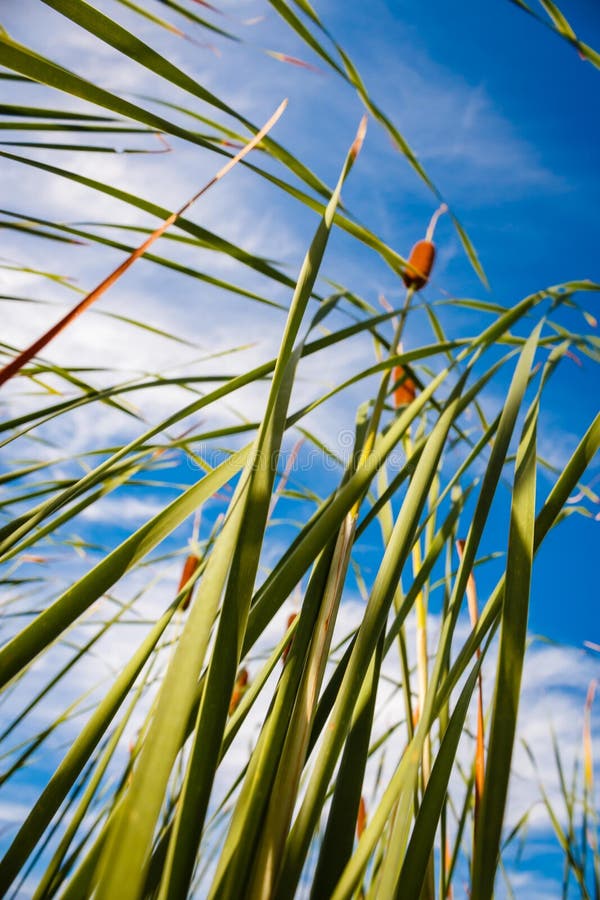 Reed Stems in Front of Blue Sky Stock Photo - Image of meadow, blue ...