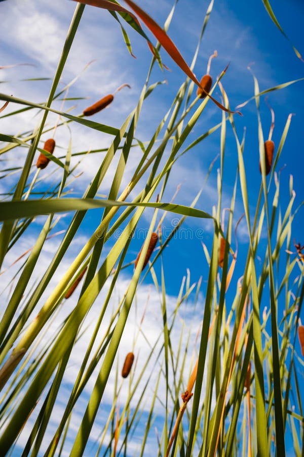 Reed Stems in Front of Blue Sky Stock Photo - Image of peaceful ...