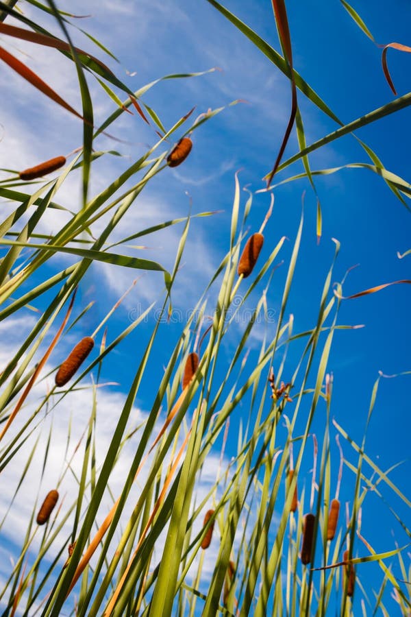 Reed Stems in Front of Blue Sky Stock Image - Image of growth, reed ...