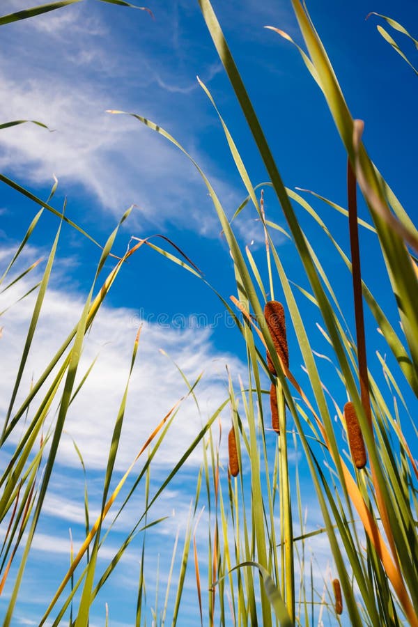 Reed Stems in Front of Blue Sky Stock Image - Image of natural, growth ...