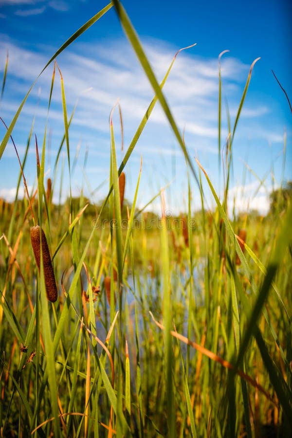 Reed Stems in Front of Blue Sky Stock Image - Image of landscape ...