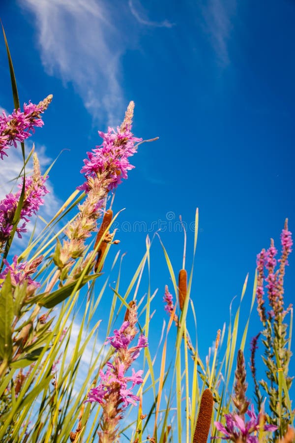 Reed Stems in Front of Blue Sky Stock Image - Image of beauty, closeup ...