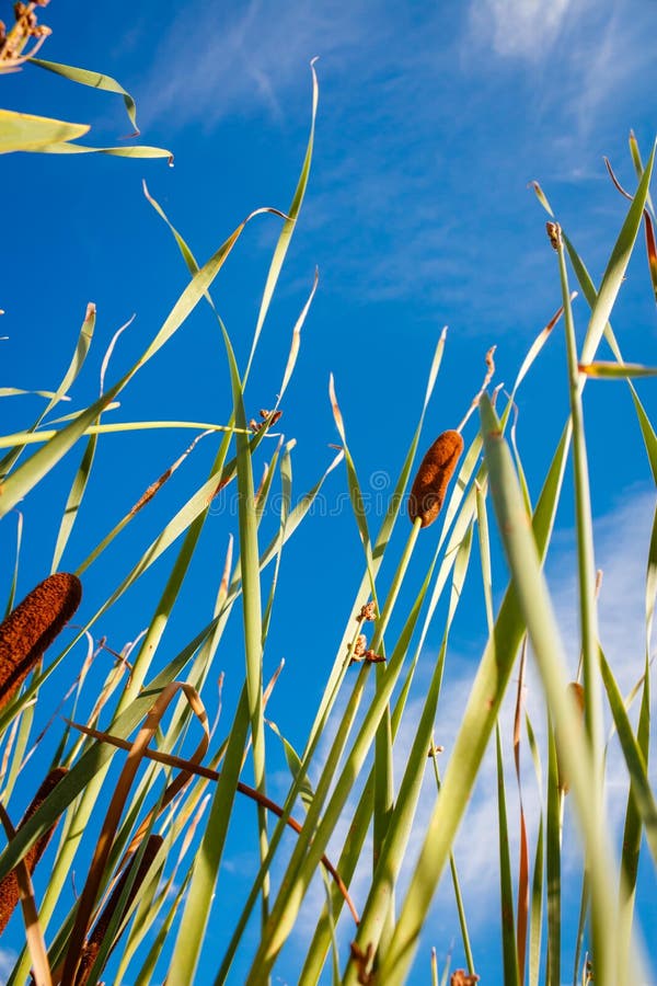Reed Stems in Front of Blue Sky Stock Image - Image of puddle, garden ...