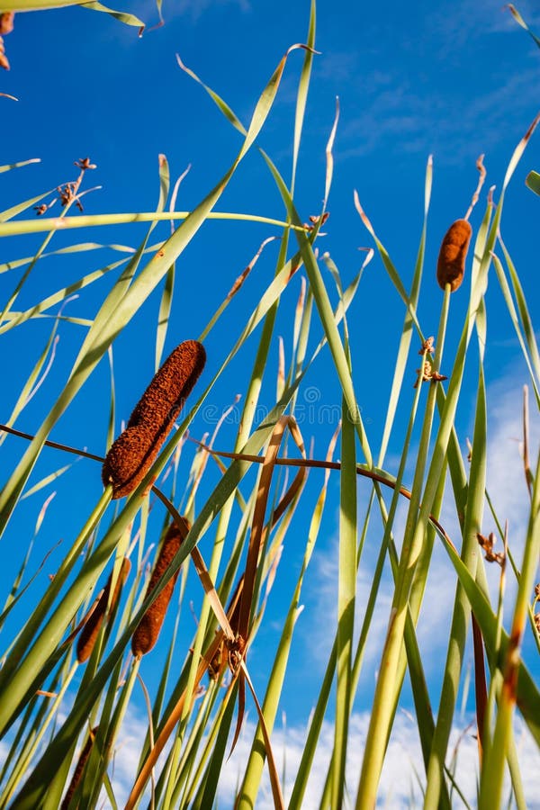 Reed Stems in Front of Blue Sky Stock Image - Image of growth, reed ...