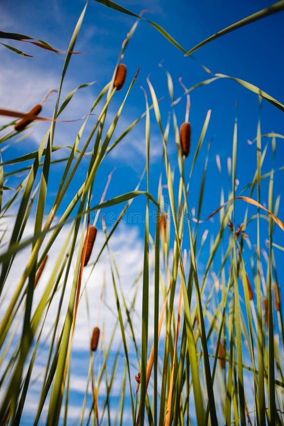 Reed Stems in Front of Blue Sky Stock Image - Image of reed, garden ...