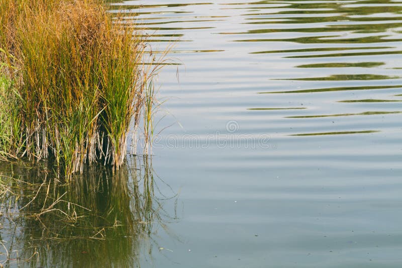 Reed stems stock photo. Image of rural, rush, summer - 20190262