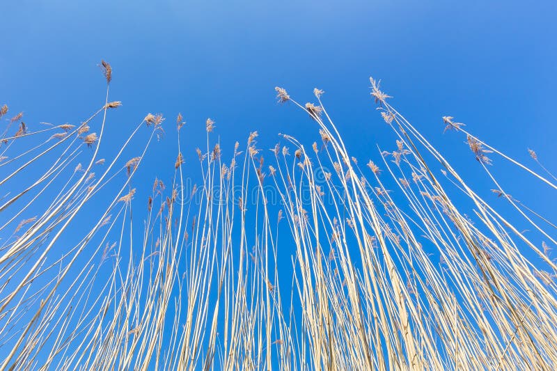 Reed stems stock photo. Image of rural, rush, summer - 20190262