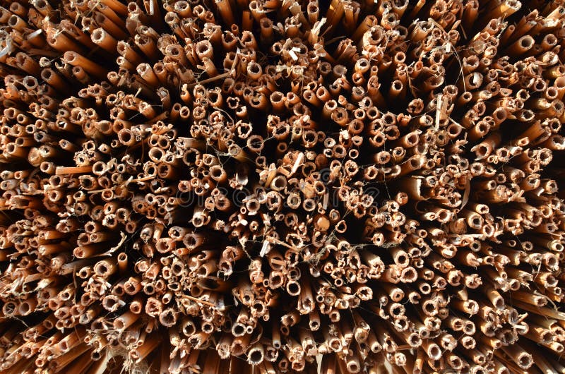 Reed texture stock image. Image of pattern, view, parallel - 59602883