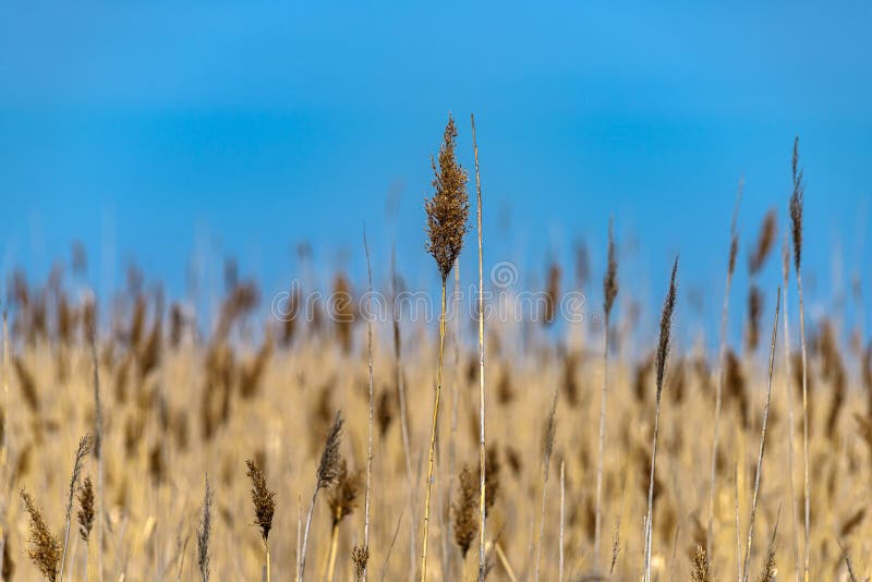 Reed Stems Yellow Golden Colored during Spring Stock Photo - Image of ...