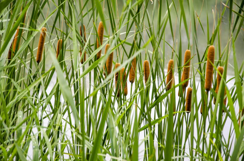 Reed sticks stock photo. Image of river, inverted, marsh - 73665102