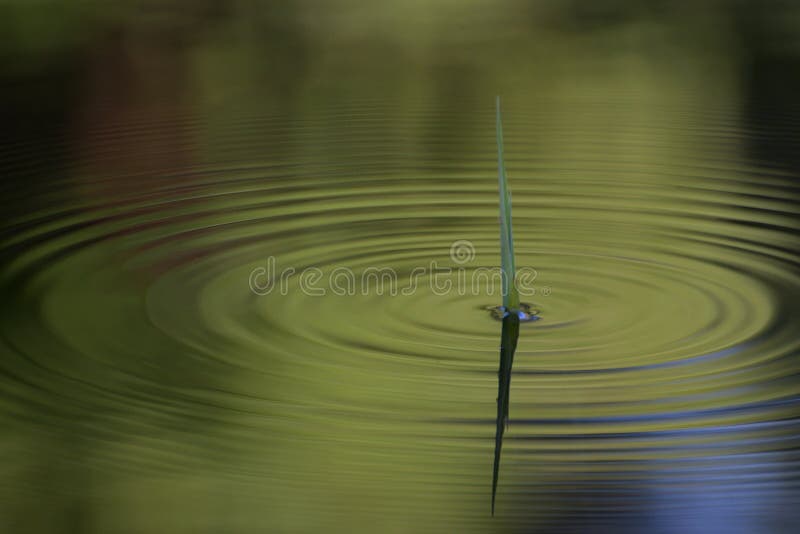 Reed grows from water stock photo. Image of green, reed - 222413904