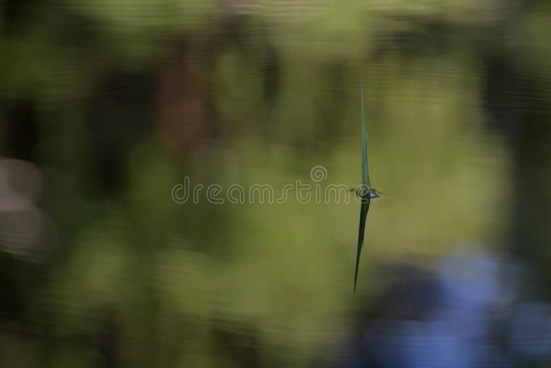 Reed grows from water stock image. Image of plant, flora - 222413923