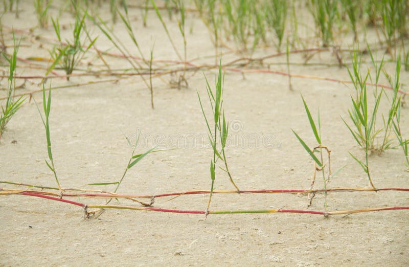 Reed Stolons Stock Photos - Free & Royalty-Free Stock Photos from ...