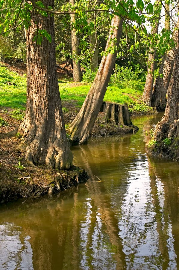 Reed in the stream stock image. Image of sunny, tree - 39357039