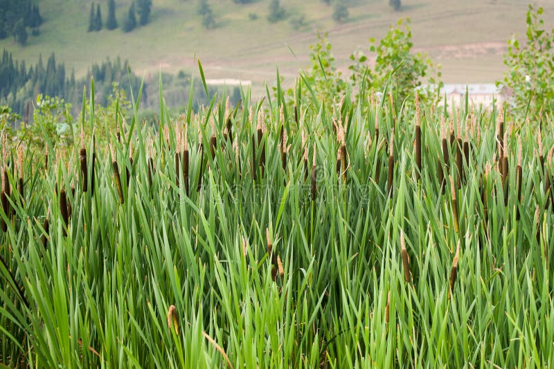 Reed in summer stock photo. Image of green, grass, river - 68063926