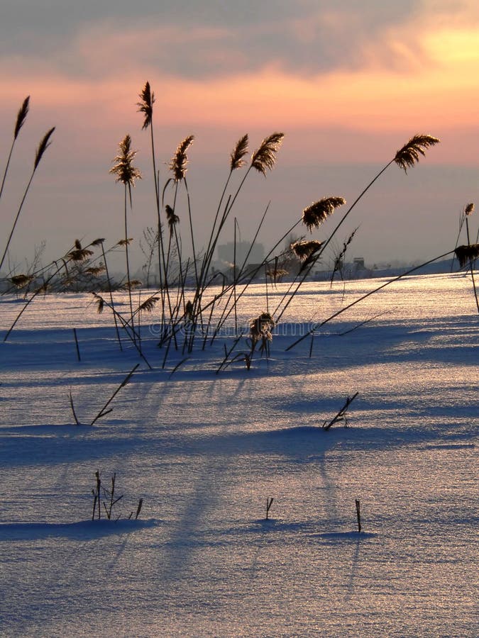 Dry Reeds in the Winter stock photo. Image of outdoor - 22193708