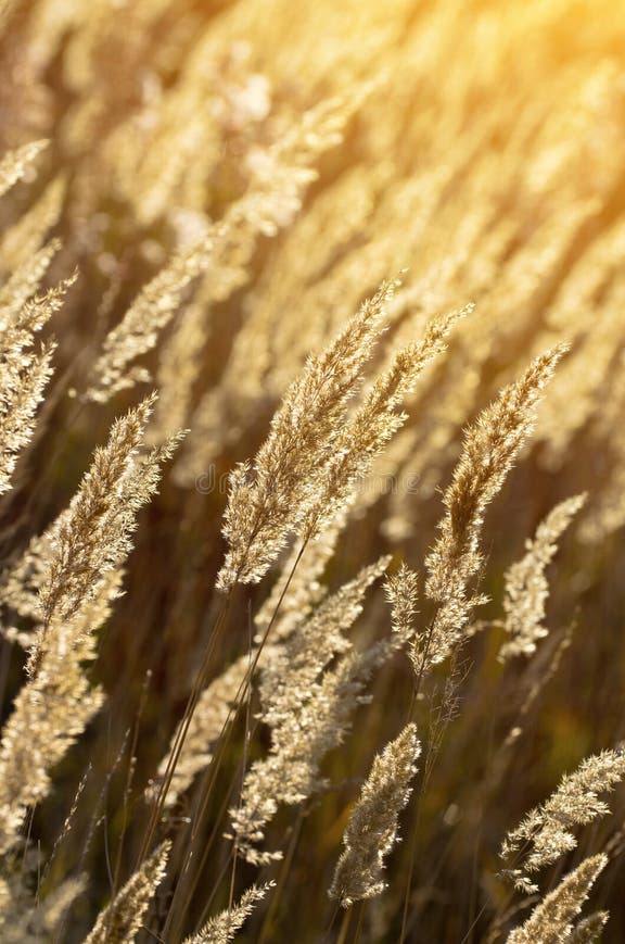 Reed at sunset stock photo. Image of pond, cattail, gardening - 21601574