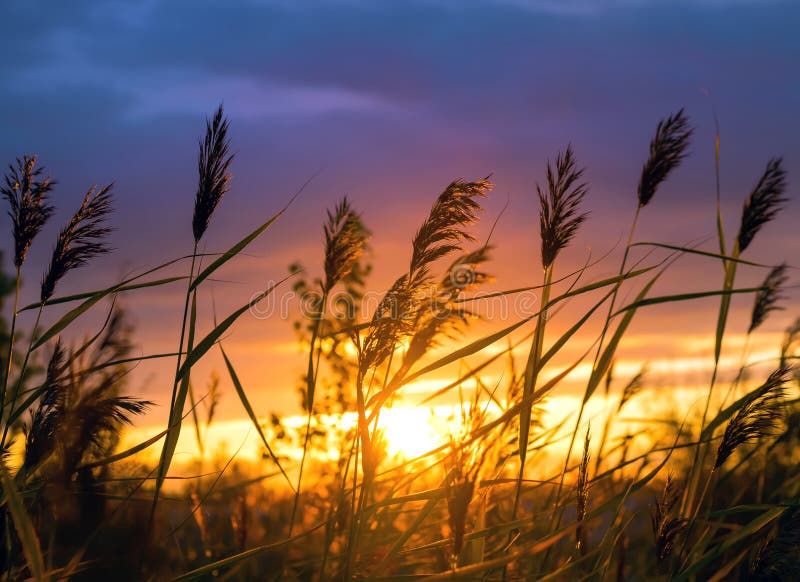 Reed at sunset stock image. Image of grass, closeup, field - 52178293