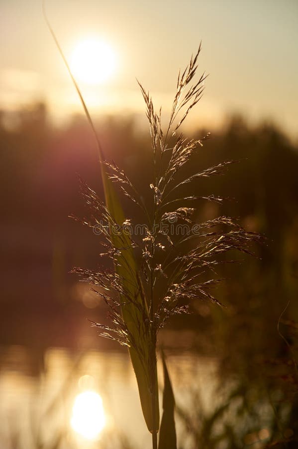 Reed in the sunset stock photo. Image of spread, river - 64136202