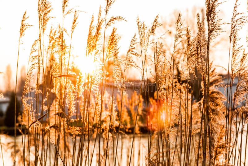 Sunset Over the Beach with Reed Umbrellas Stock Image - Image of resort ...