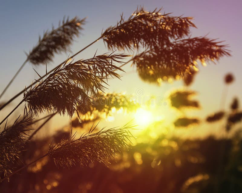 Reed at sunset stock image. Image of landscape, plant - 73005749