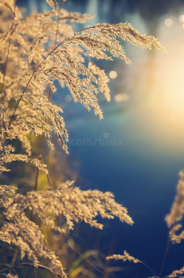 Reed at Sunset Over the Water Stock Image - Image of fall, dawn: 51078357