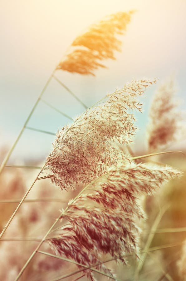 Reed at sunset stock image. Image of reed, nature, park - 52426991