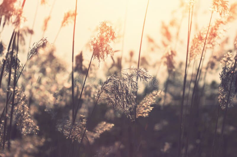 Birds in Motion at Sunset stock photo. Image of lakefront - 1361484