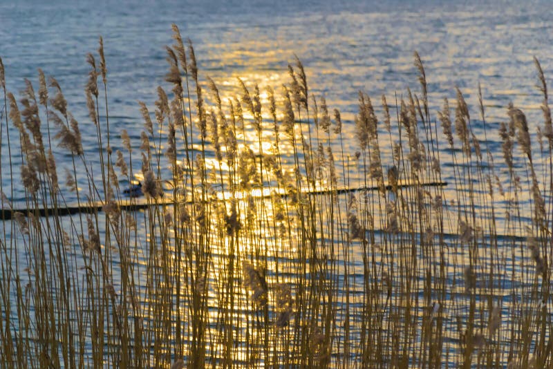 Reed in the sunset stock photo. Image of spread, river - 64136202