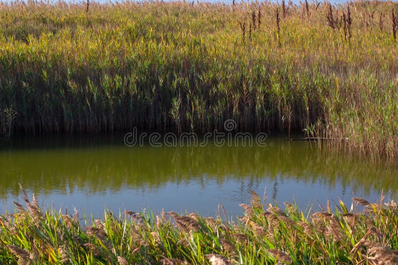 Reed swamp nature stock photo. Image of nature, natural - 178827712