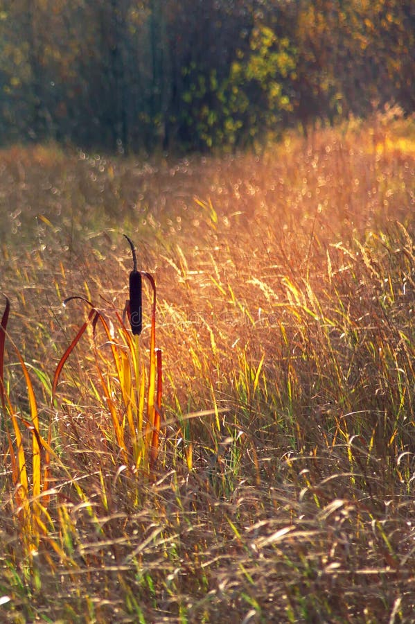 Reed in the Swamp Overgrown with Grass Stock Image - Image of autumn ...
