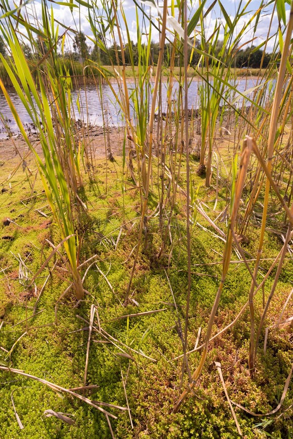 Reed in a pond stock photo. Image of swampland, flora - 20099302