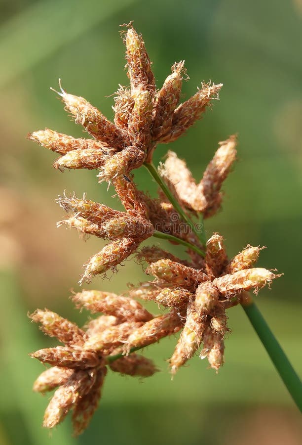 Reed Tabernemontana Its Seeds Stock Photo - Image of water, rain: 275162046