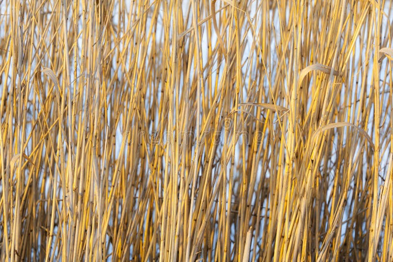 Reed texture background stock photo. Image of structure - 86404912