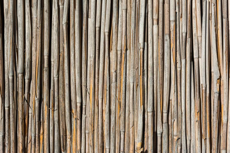 Reed texture stock photo. Image of background, texture - 32931606
