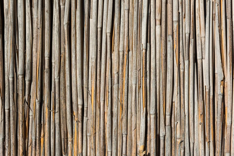 Reed Texture stock image. Image of bunch, natural, roof - 43135103